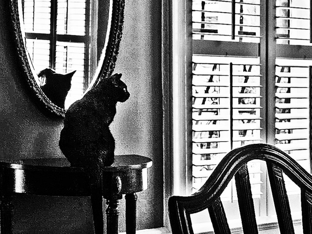 Lefferts Manor Association » Brooklyn, New York